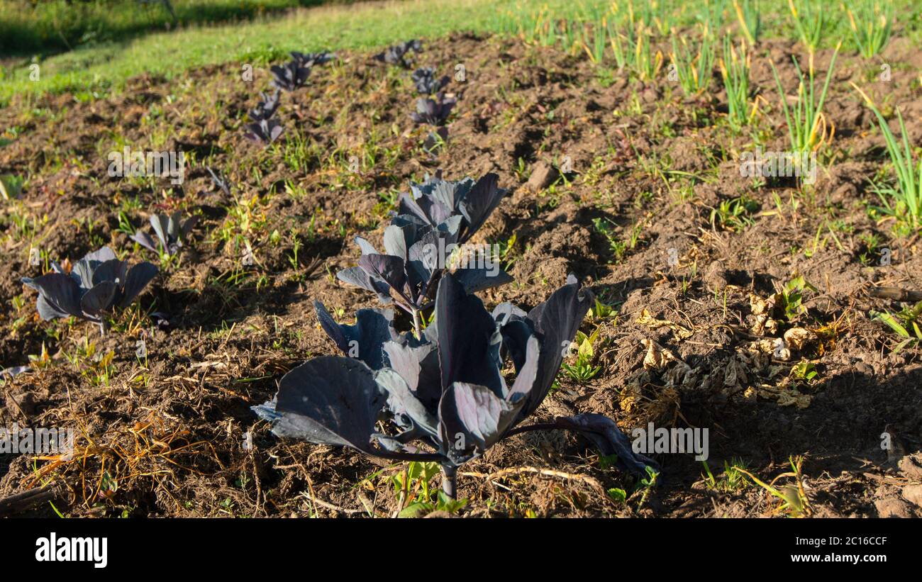 View of a field sown with small purple cabbage plants at sunrise ...