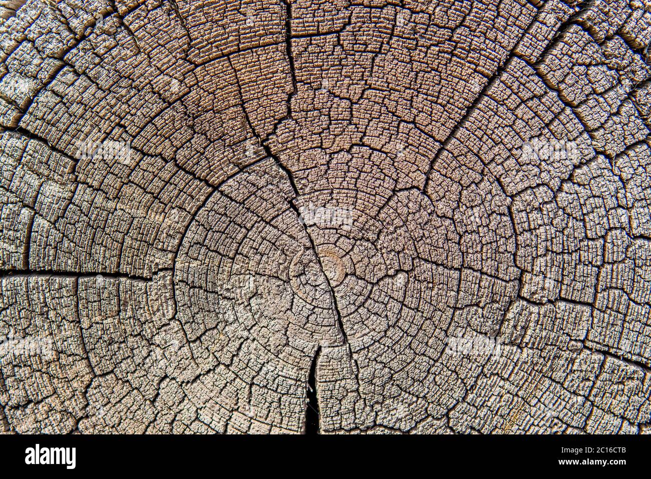 brown and orange tones of a felled tree trunk or stump. Rough organic texture of tree rings with ...