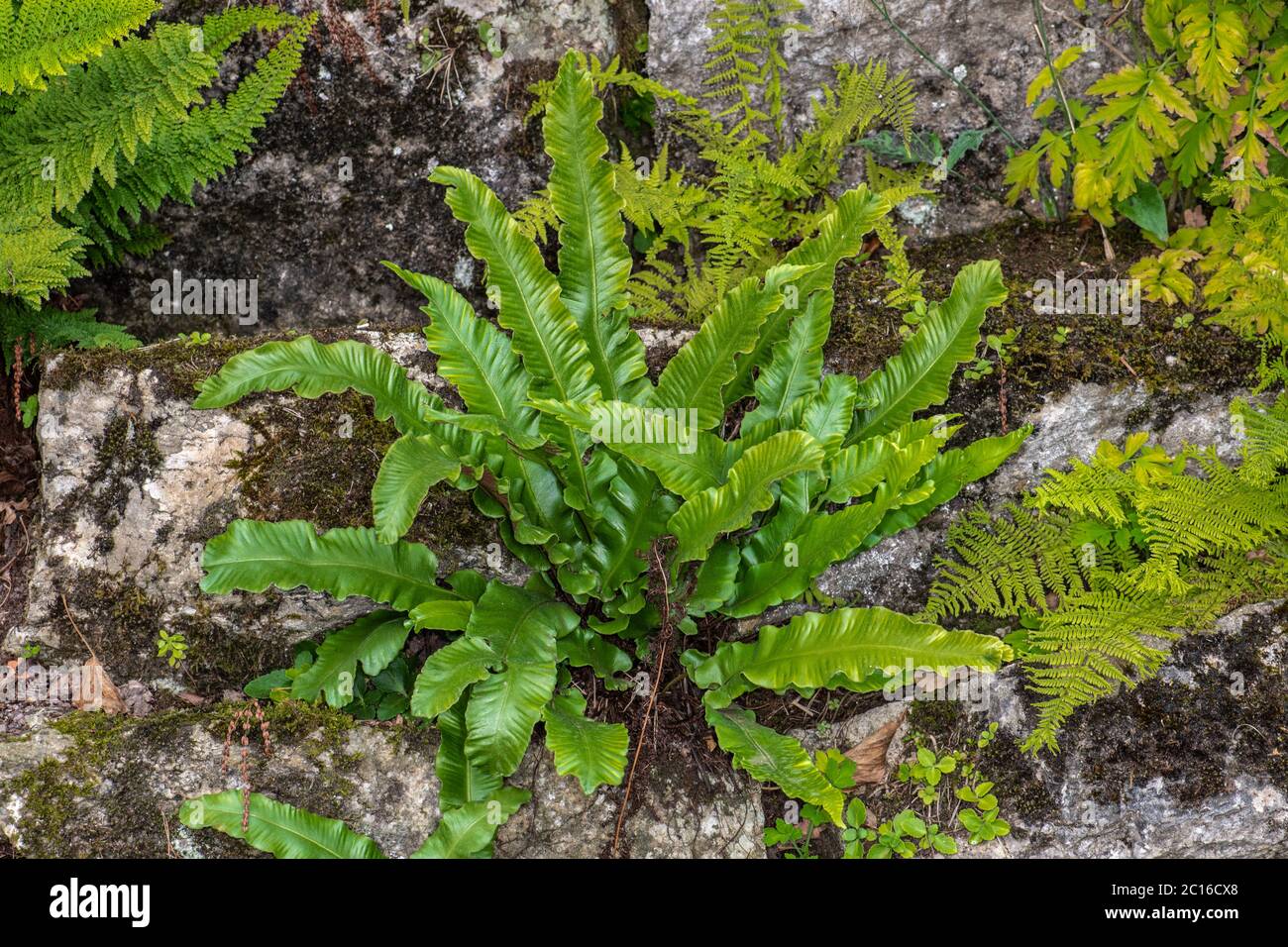 Hart's Tongue Fern (Asplenium scolopendrium Stock Photo - Alamy