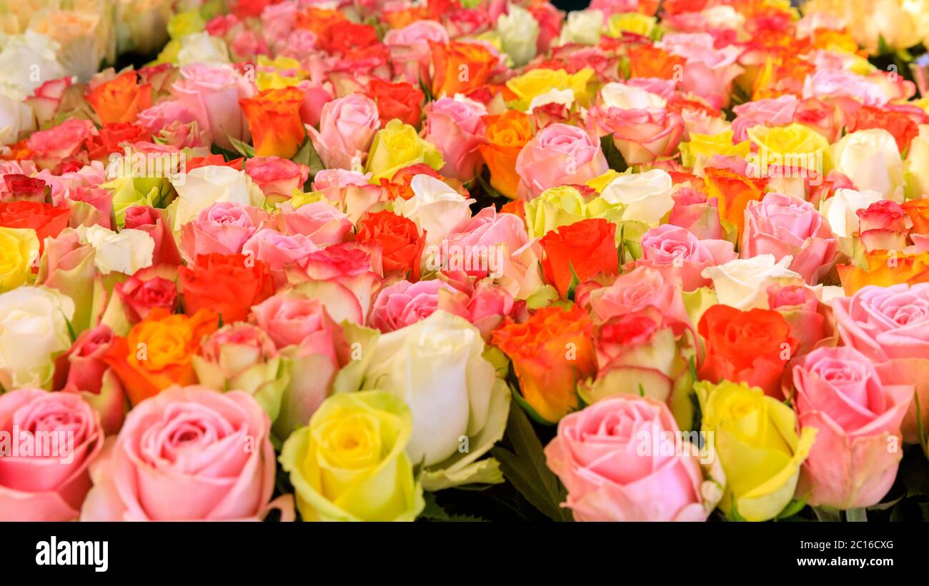 Close up of colourful rose flower buds, floral display of vibrant roses ...