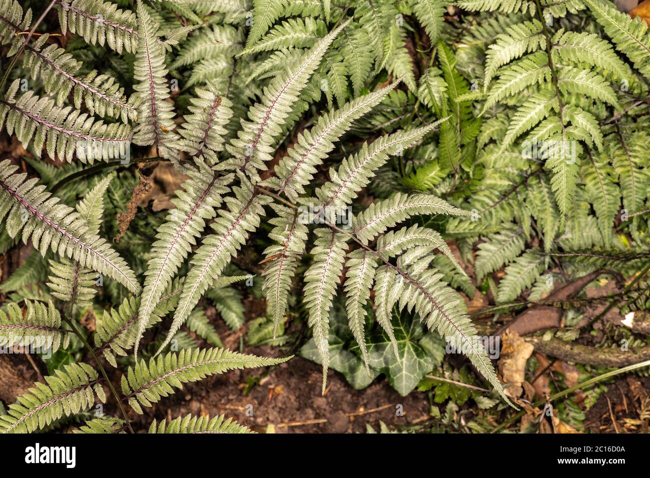 Japanese Painted Fern (Athyrium niponicum 'Metallicum' Stock Photo - Alamy