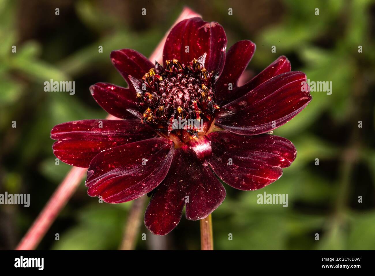 Chocolate cosmos hi-res stock photography and images - Alamy