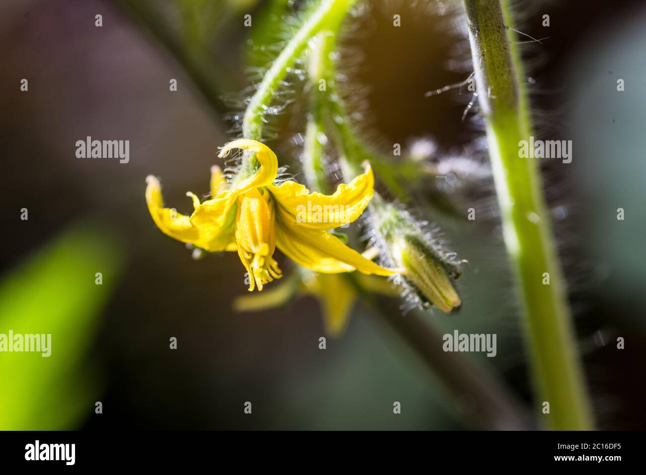 Tomatoes plant flowering Stock Photo - Alamy
