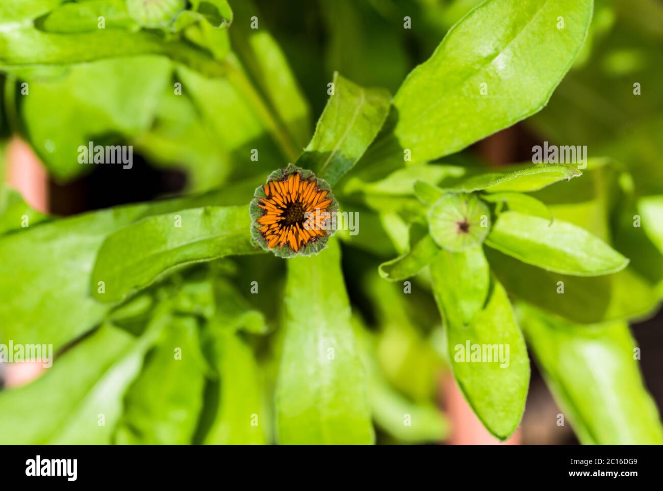 calendula officinalis or common marigold or English marigold flower bud ...