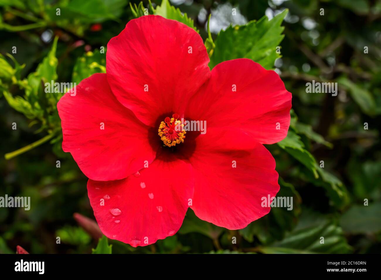 Red Painted Lady Tropical Hibiscus Flowers Green Leaves Easter Island ...