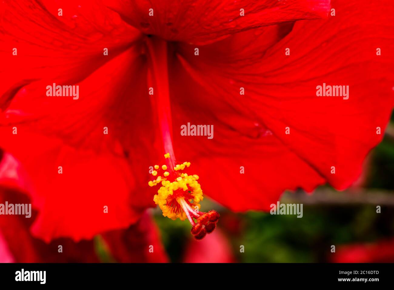 Red Painted Lady Tropical Hibiscus Flowers Green Leaves Easter Island ...