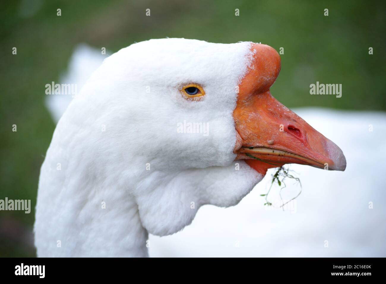 Portrait of a domestic goose hi-res stock photography and images - Alamy
