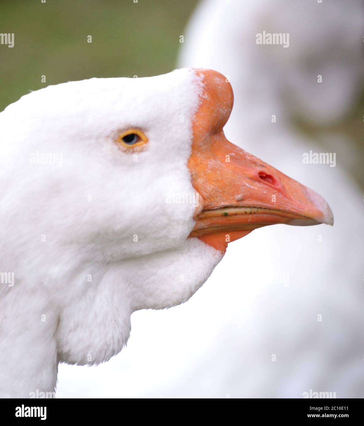 Portrait of a goose Stock Photo - Alamy