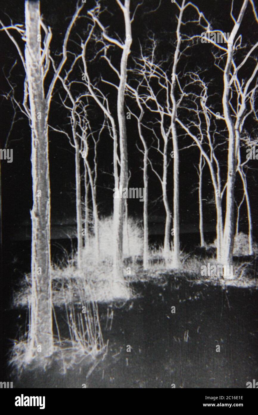 Fine 70s vintage black and white extreme photography of ghostly wild ...