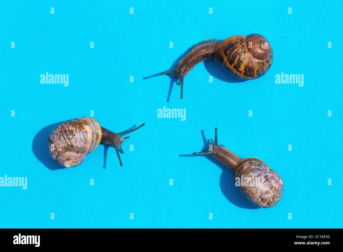 Three Snail crawling on a pastel blue background towards each other in ...