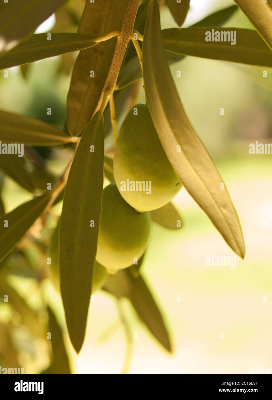 Close up olive tree hi-res stock photography and images - Alamy