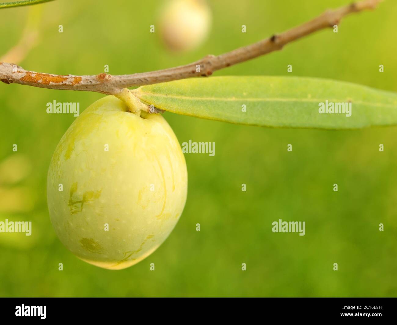 Olive fruit hi-res stock photography and images - Alamy