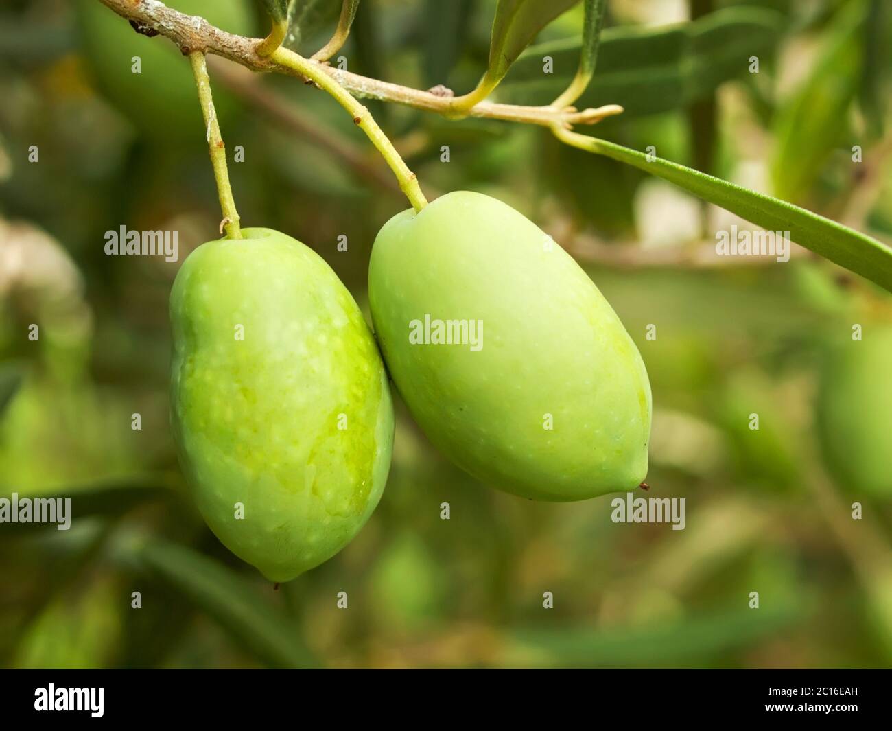 Olive fruit tree Stock Photo - Alamy