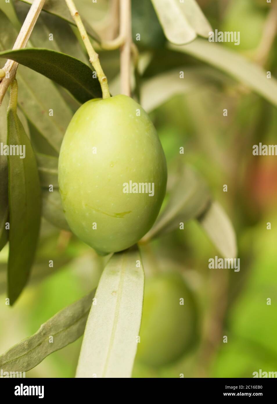 Growing olive tree hi-res stock photography and images - Alamy