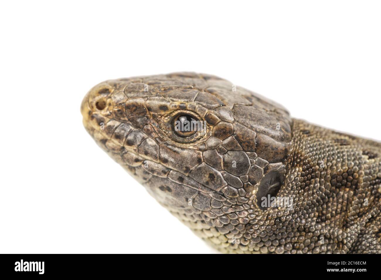 Green lizards head hi-res stock photography and images - Alamy