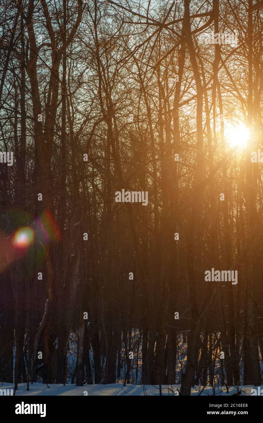 Lens flare tree hi-res stock photography and images - Alamy