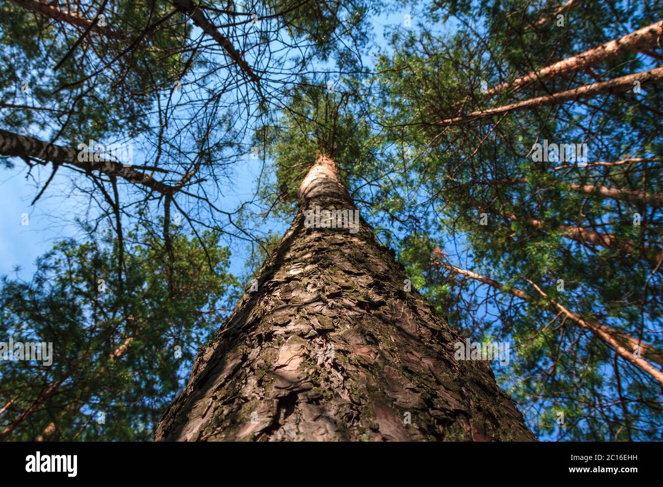 Tops trees view from below hi-res stock photography and images - Alamy