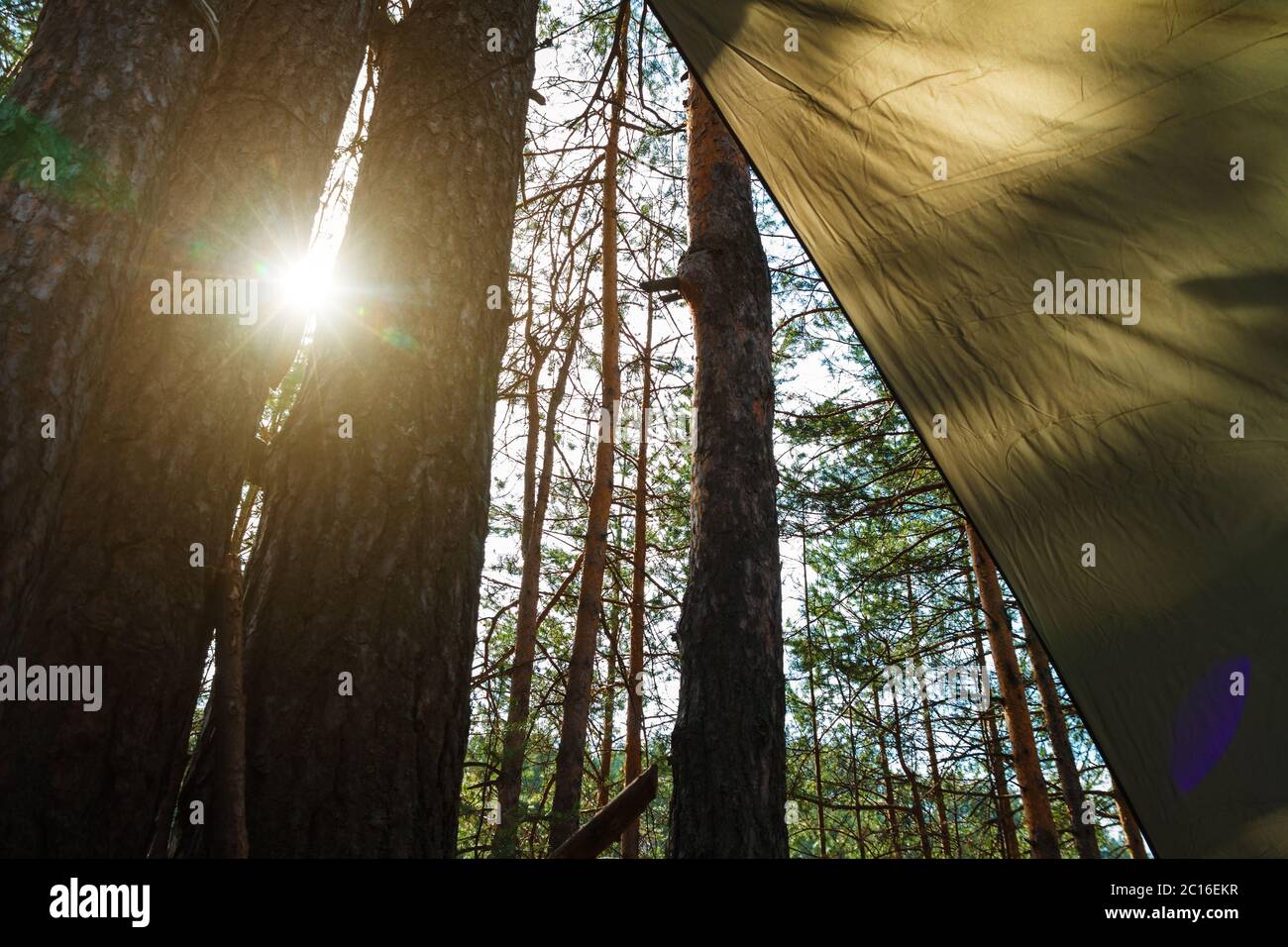sunlight through tree trunks and part of the tourist tent in the forest ...