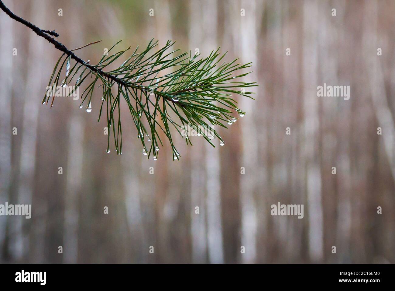 Rain on pine tree hi-res stock photography and images - Alamy