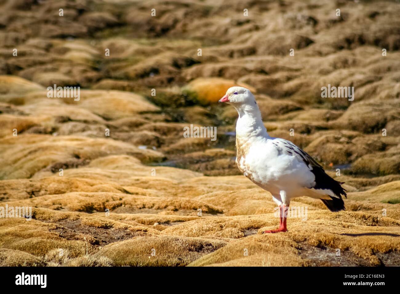 Andean duck hi-res stock photography and images - Alamy