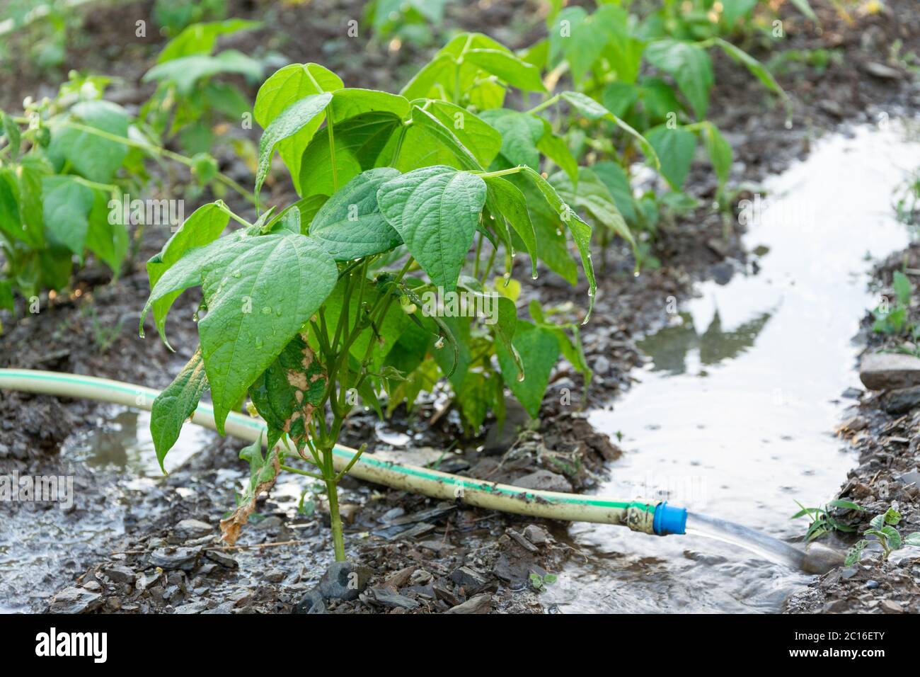 Watering young bean plants. Farming, agricultural concept, biological ...