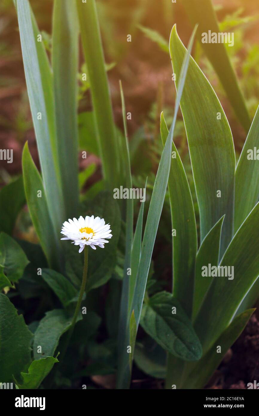 Chamomile leaves hi-res stock photography and images - Alamy
