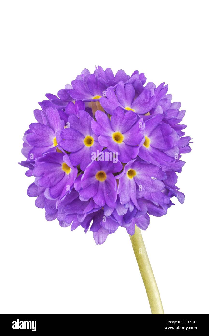 Cowslip spring flower Cut Out Stock Images & Pictures - Alamy