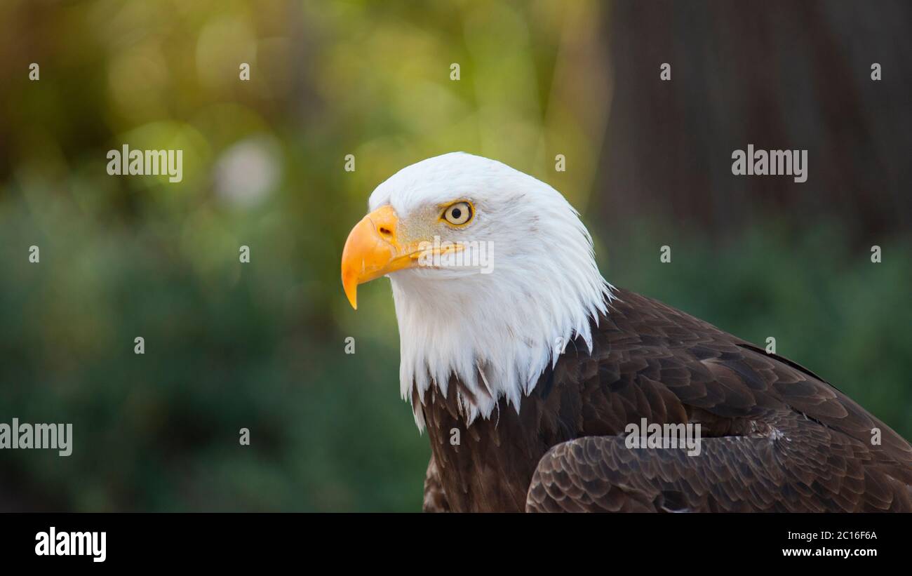 Bald eagle head profile hi-res stock photography and images - Alamy