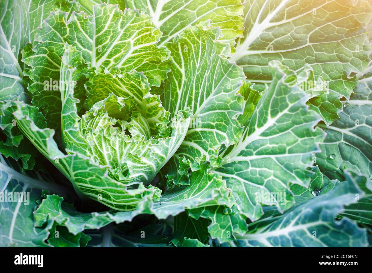 Young cabbage headed leafy hi-res stock photography and images - Alamy