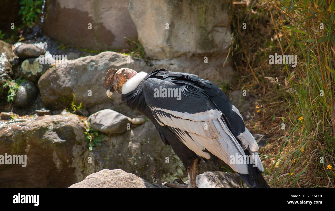 Andean Condor seen in profile standing on a stone with background of ...