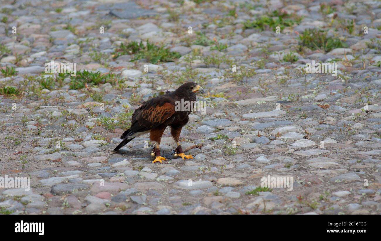 Scientific name parabuteo unicinctus hi-res stock photography and ...