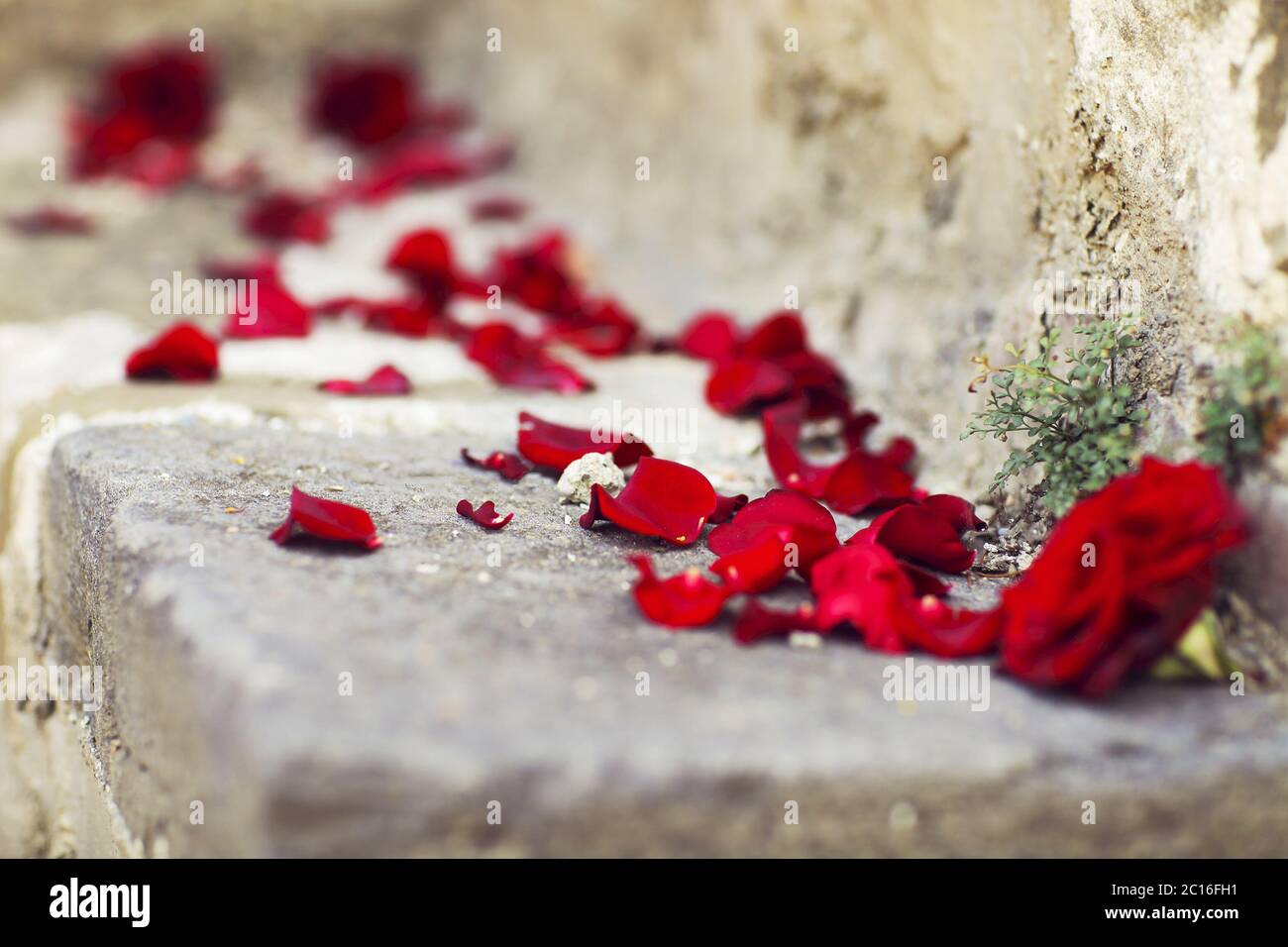 Garden Roses Stairs High Resolution Stock Photography and Images - Alamy