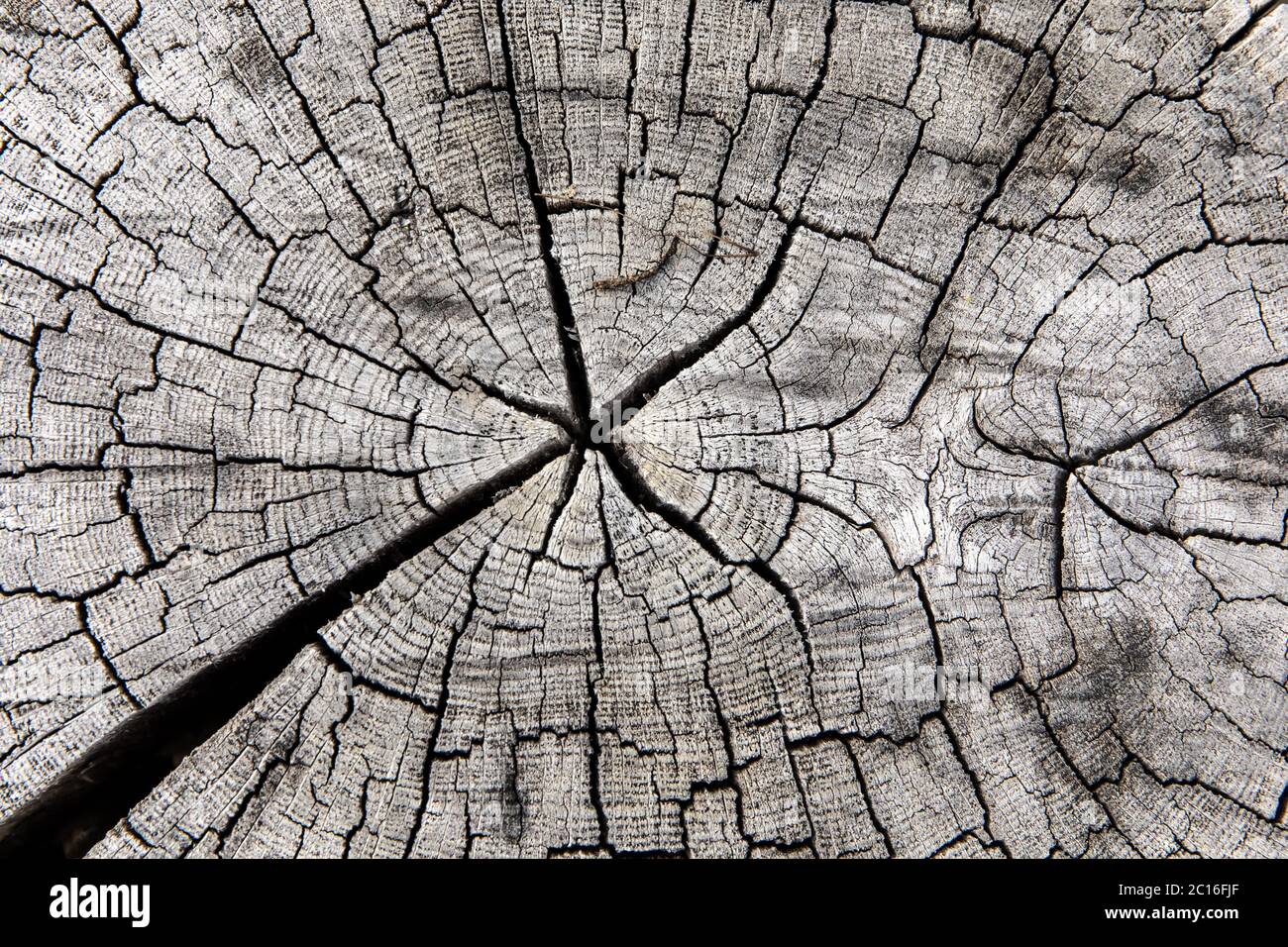 Tree rings old weathered wood texture with the cross section of a cut ...