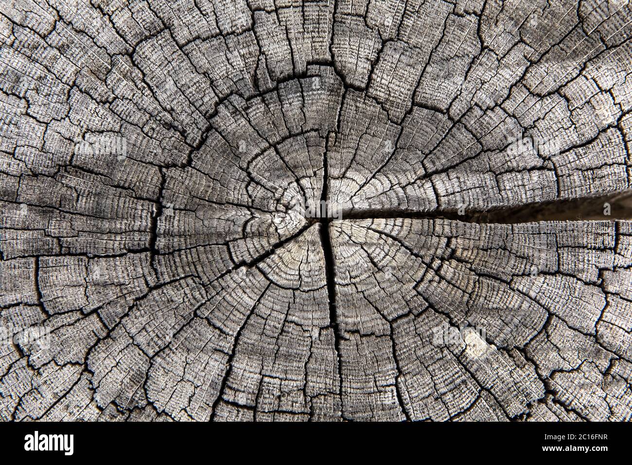 Tree rings old weathered wood texture with the cross section of a cut log. Gray wooden ...