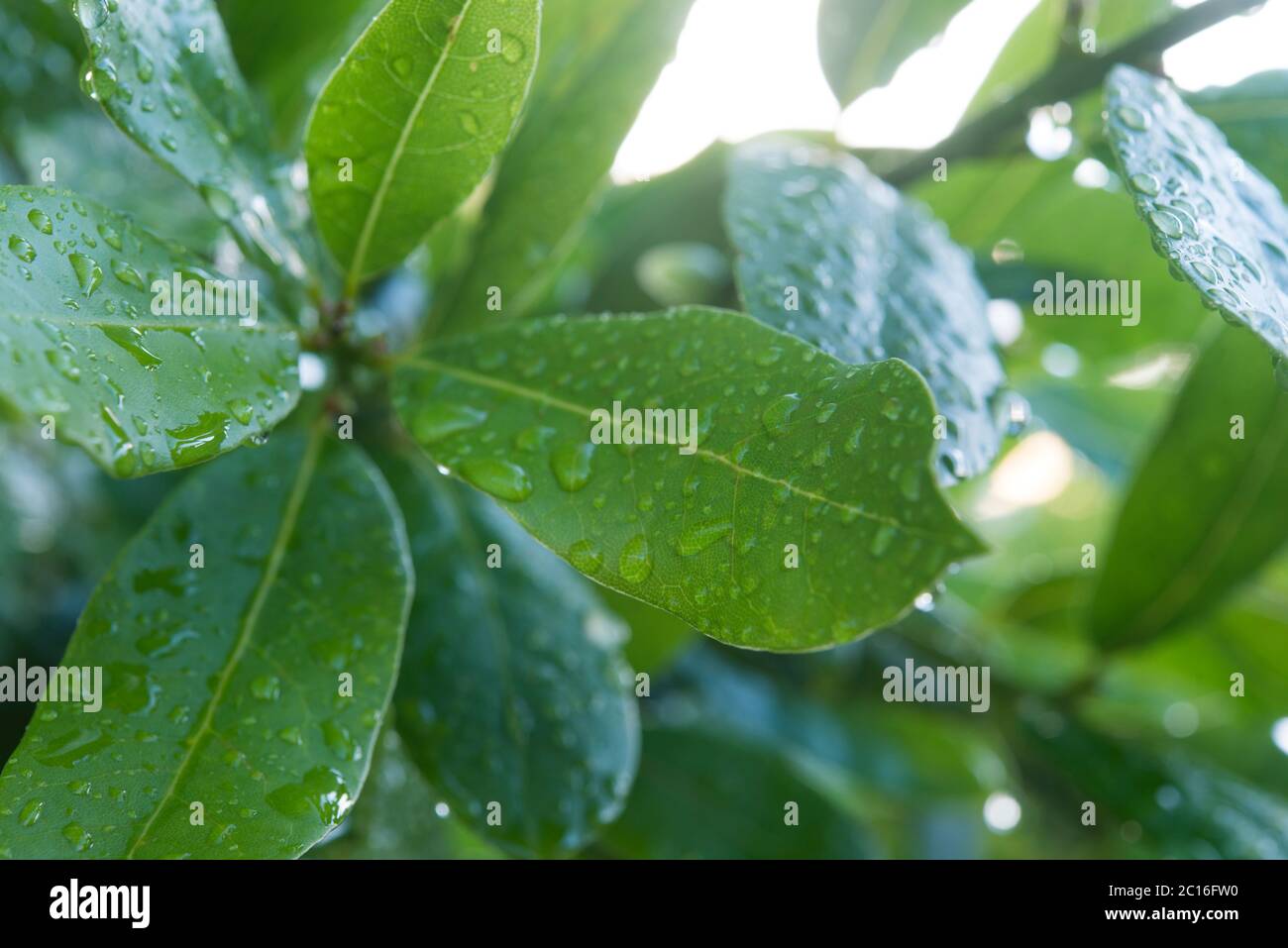 Rain on laurel leaves hi-res stock photography and images - Alamy