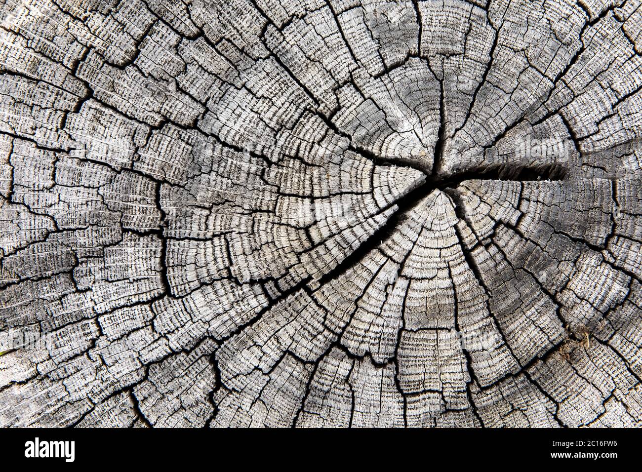 Tree rings old weathered wood texture with the cross section of a cut log. Gray wooden ...
