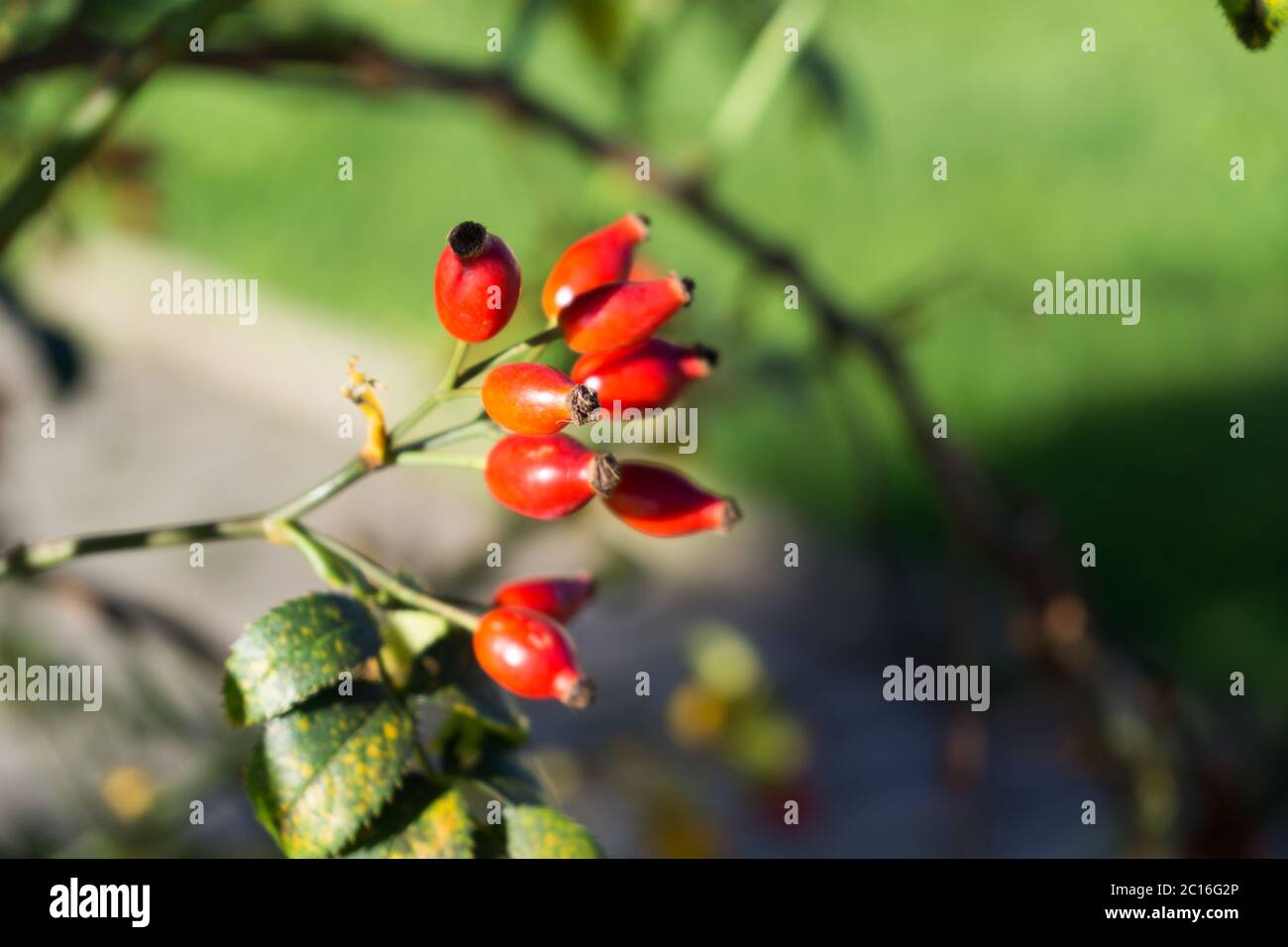 Rosehip leaf hi-res stock photography and images - Alamy