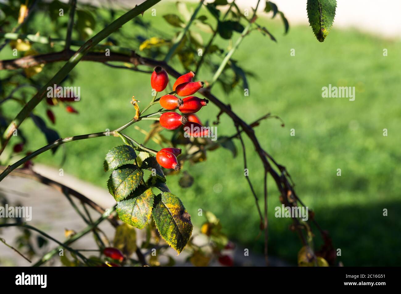 Rosehip leaf hi-res stock photography and images - Alamy