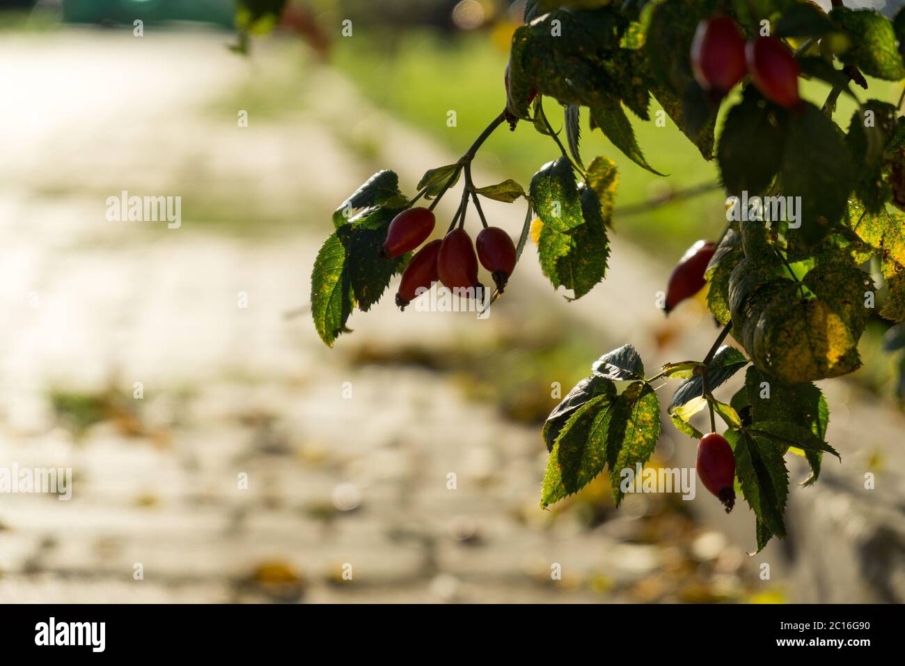 Rosehip tree hi-res stock photography and images - Alamy