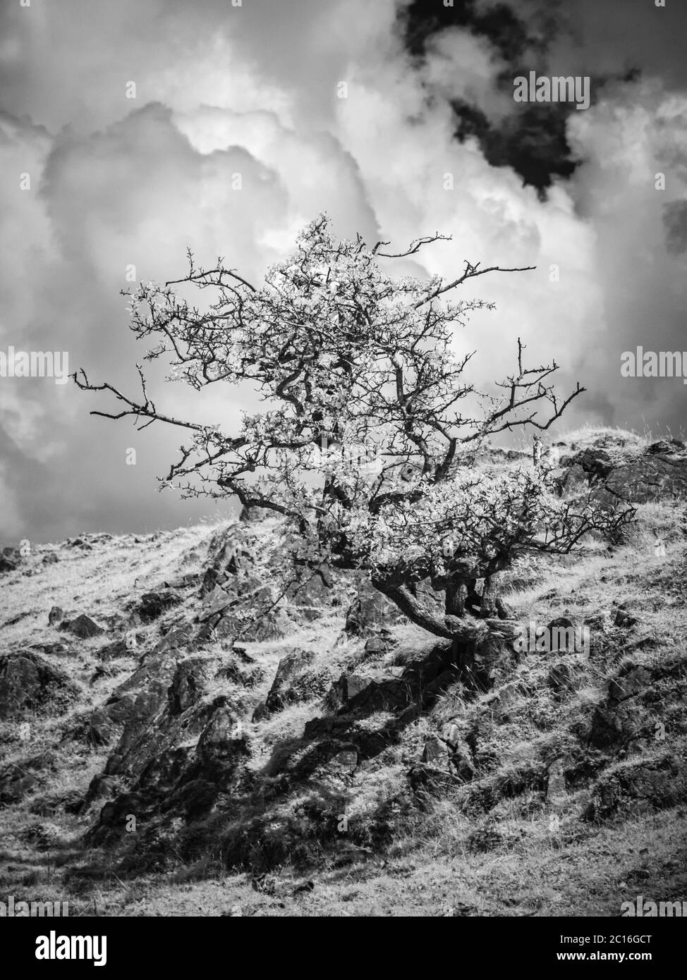 Infra red image of a thorn tree Stock Photo - Alamy