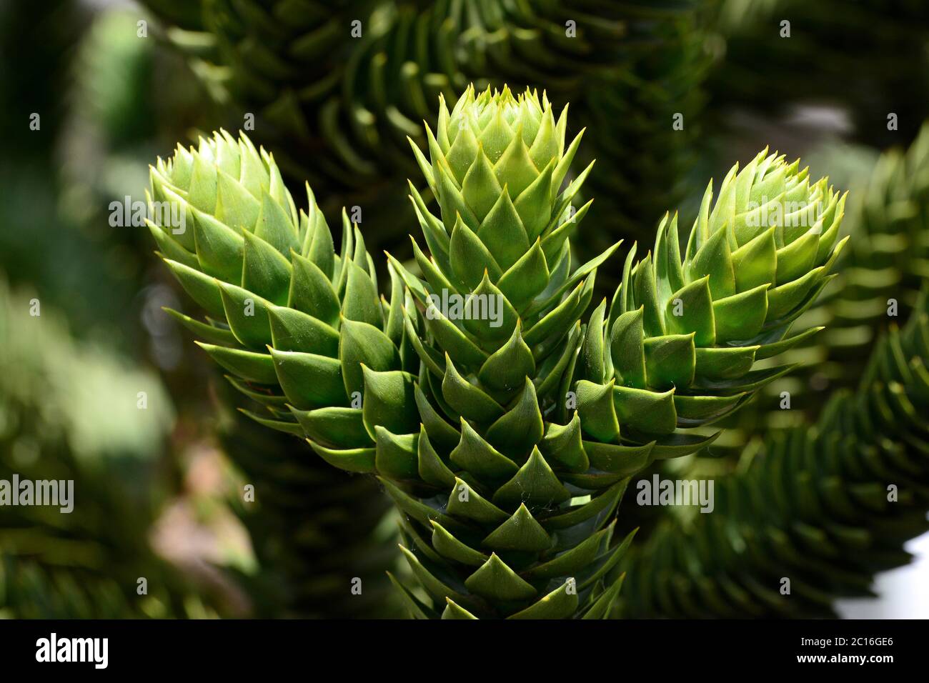 Chiletanne andentanne hi-res stock photography and images - Alamy