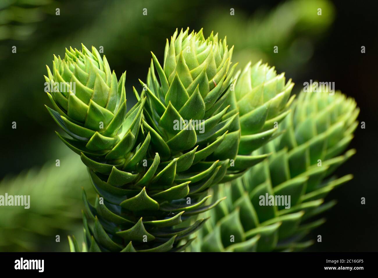 Araucaria araucana flower hi-res stock photography and images - Alamy