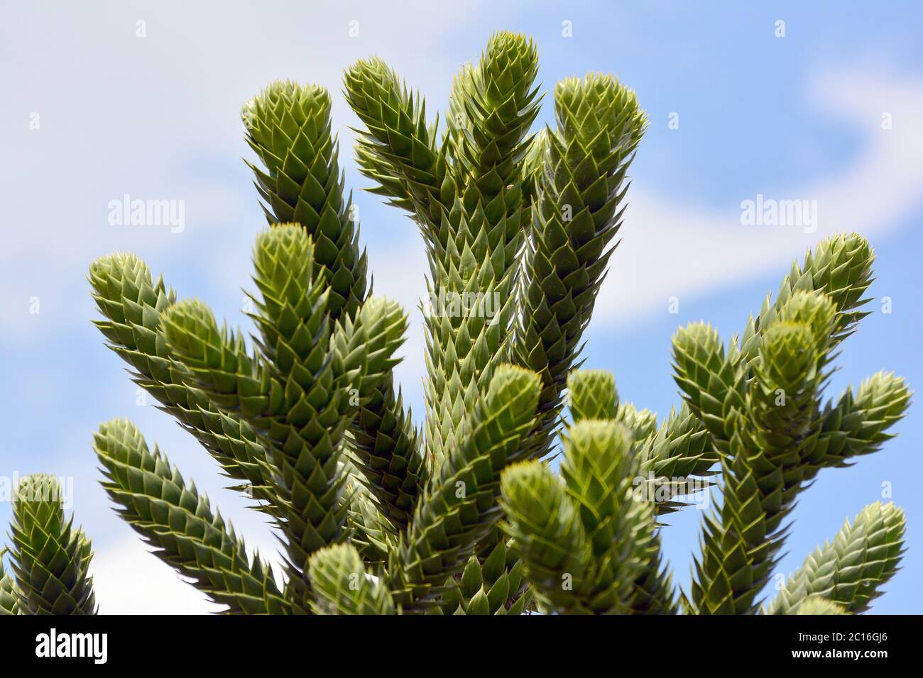 Chiletanne andentanne hi-res stock photography and images - Alamy