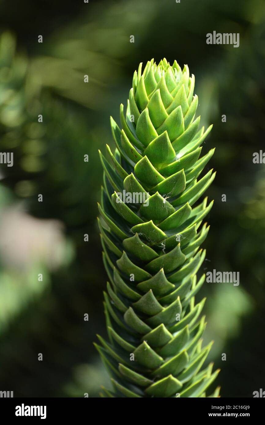 Araucaria araucana flower hi-res stock photography and images - Alamy