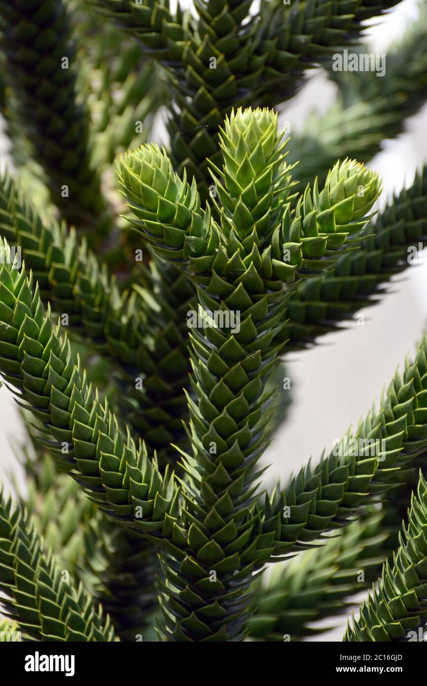 Pinr tree hi-res stock photography and images - Alamy