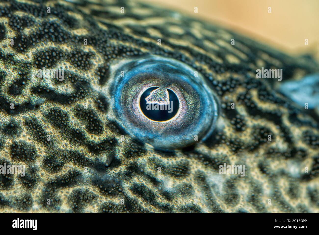 Suckermouth catfish hi-res stock photography and images - Alamy