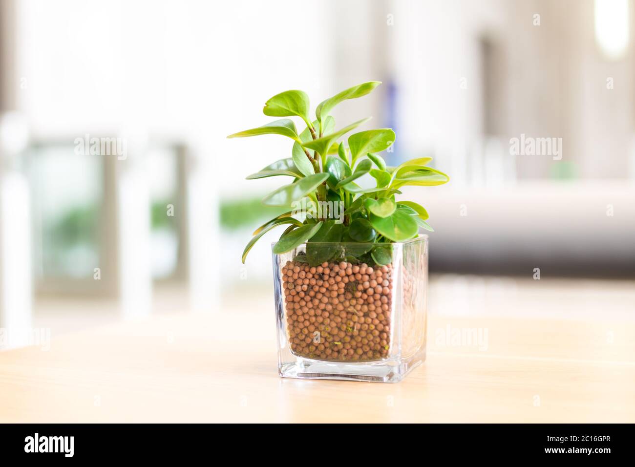 glass pot with green plant on table Stock Photo - Alamy