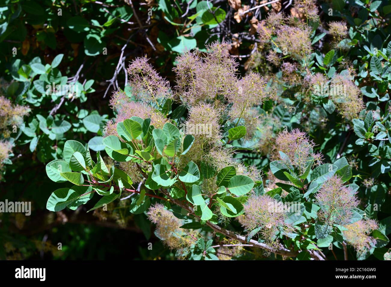 European smoketree, Perückenstrauch, Cotinus coggygria, sárga ...