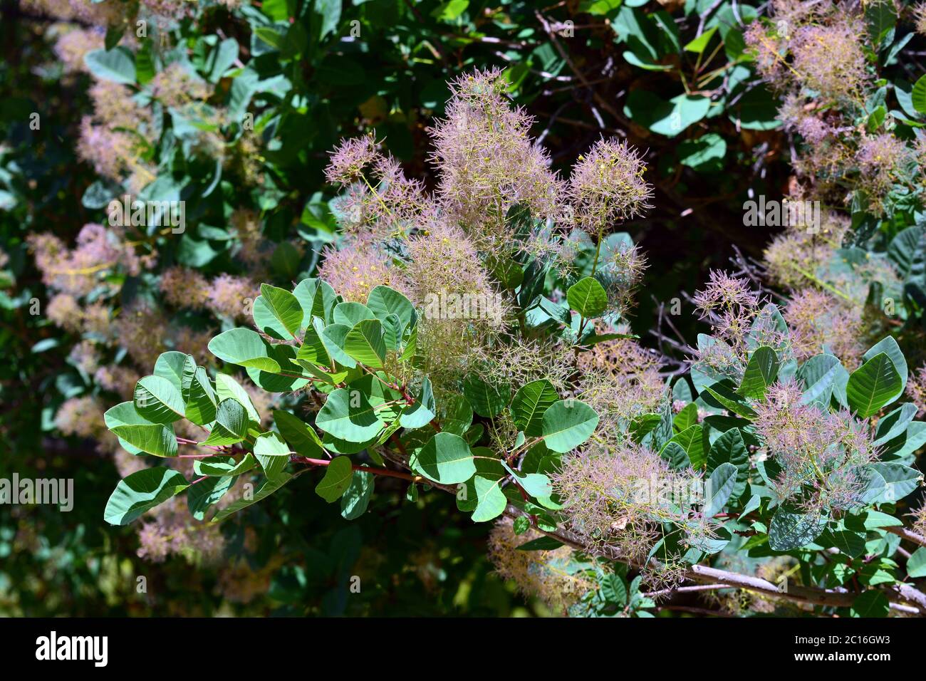 European smoketree, Perückenstrauch, Cotinus coggygria, sárga ...
