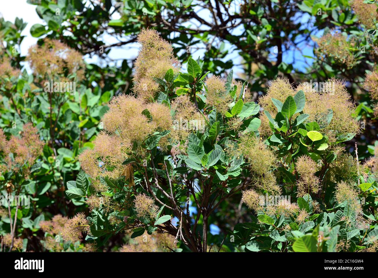 European smoketree, Perückenstrauch, Cotinus coggygria, sárga ...